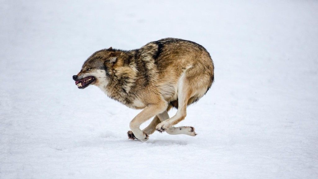 wolves running away
