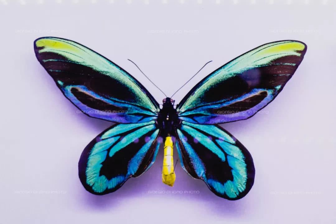 亚历山大巨凤蝶,亚历山德拉凤蝶,长翅凤蝶_大山谷图库