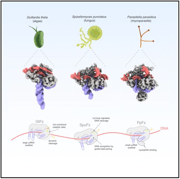 Cell：张锋团队揭示首个真核基因编辑系统Fanzor的结构多样性和DNA切割机制