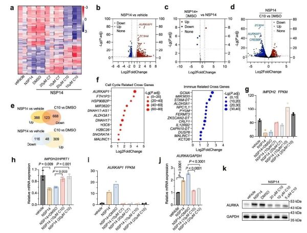 SARS-CoV-2 NSP14抑制剂展现强效抗病毒活性并逆转NSP14介导的宿主调控