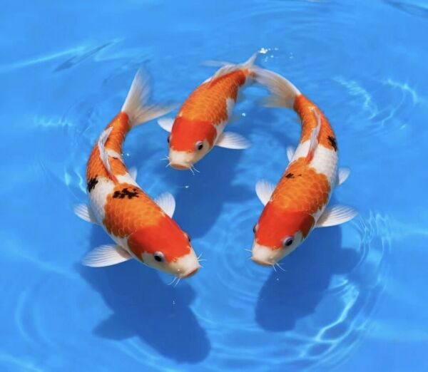 意识是物质还是能量？你想知道吗...