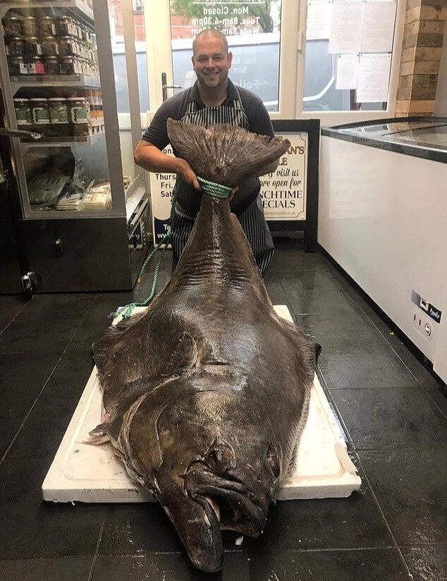 A British fishmonger has a giant flounder, 80-year-old weighing 268 ...