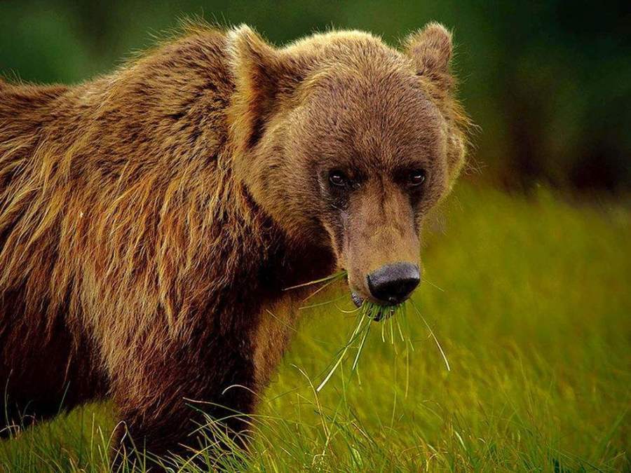 Why was the dog the earliest domesticated animal? - housepet| DayDayNews
