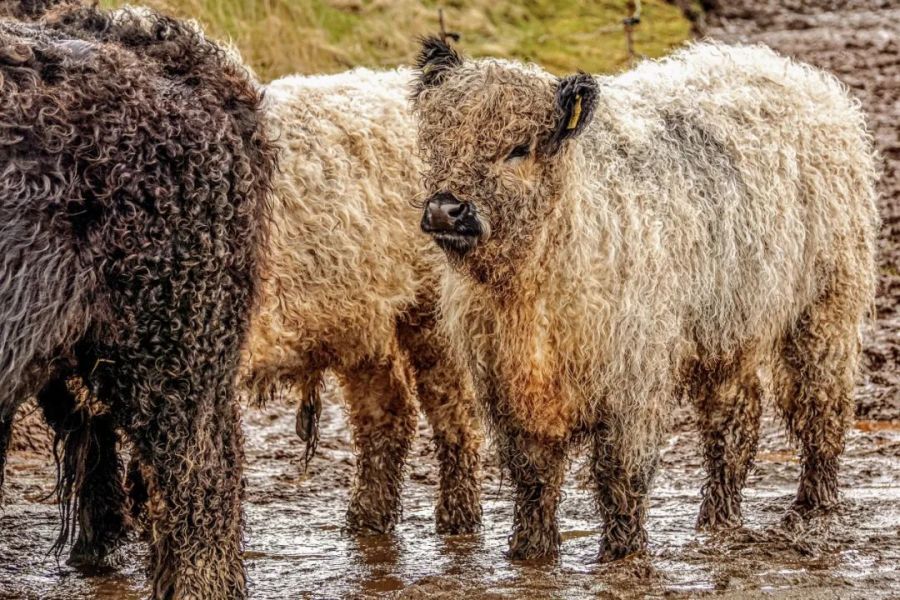 Why does the sheep stand still in the rain when it rains? - housepet ...