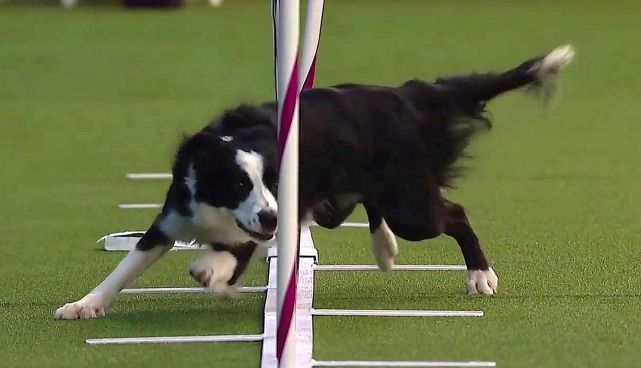 Is Bian Mu the smartest dog? It may be different from what you think ...