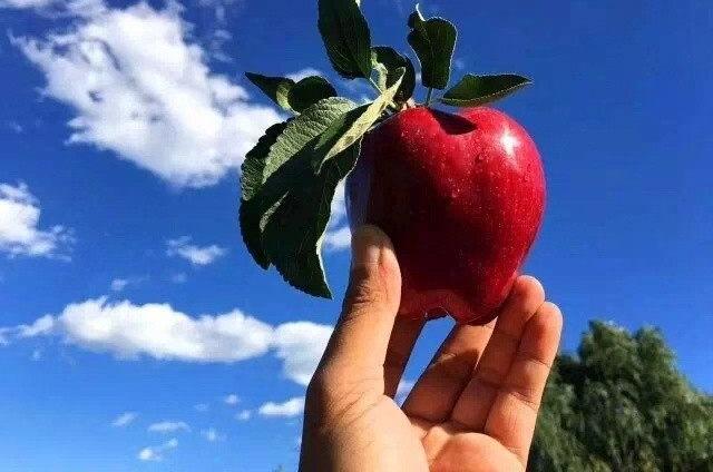 An apple variety unique to the Northwest, with a strong appearance and ...