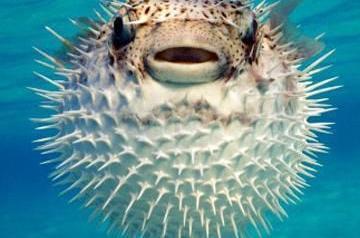 If a bulging puffer fish is pierced with a needle, will it explode ...