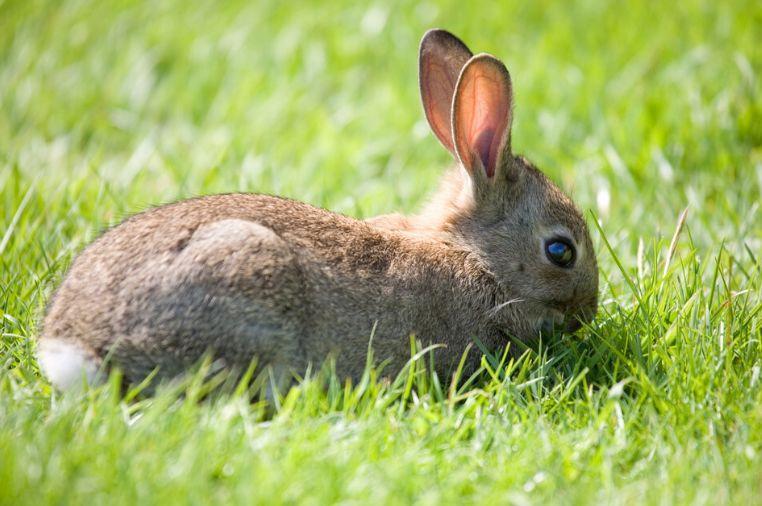 From 24 to 10 billion, the "Human Rabbit War" lasted for 150 years and ...