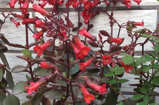 Raise this longevity flower when you grow flowers during the Spring ...